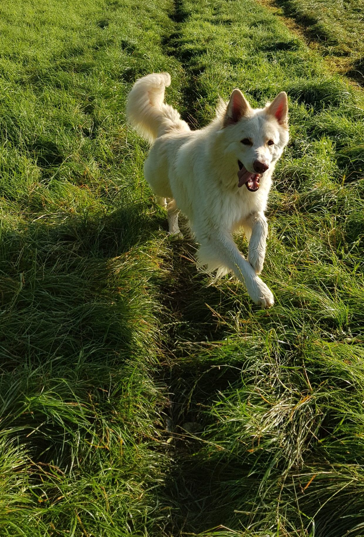 Pet Parenting Journey - Why? aka Roscoe vs Asda - Bounce and Bella