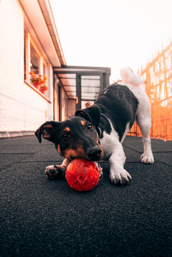 Why Play is Important for Dogs - Bounce and Bella
