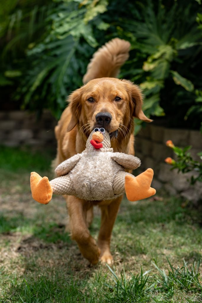 7 Fun Things to Try With Your Dog - Bounce and Bella