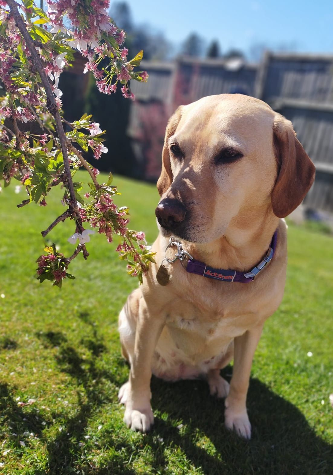 Assistance Dogs - a Pet Parent's Story - Bounce and Bella