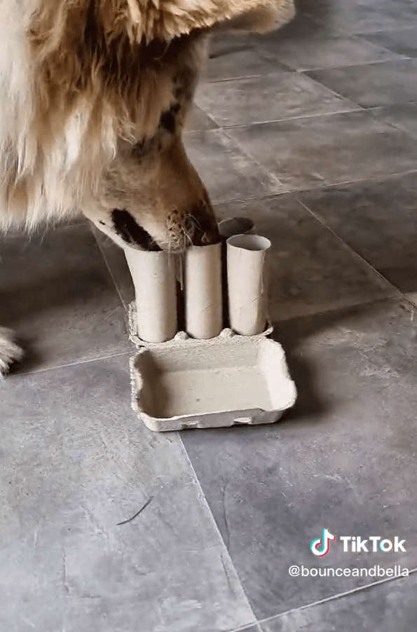 Egg Box Towers - Easy Game for Dogs - Bounce and Bella
